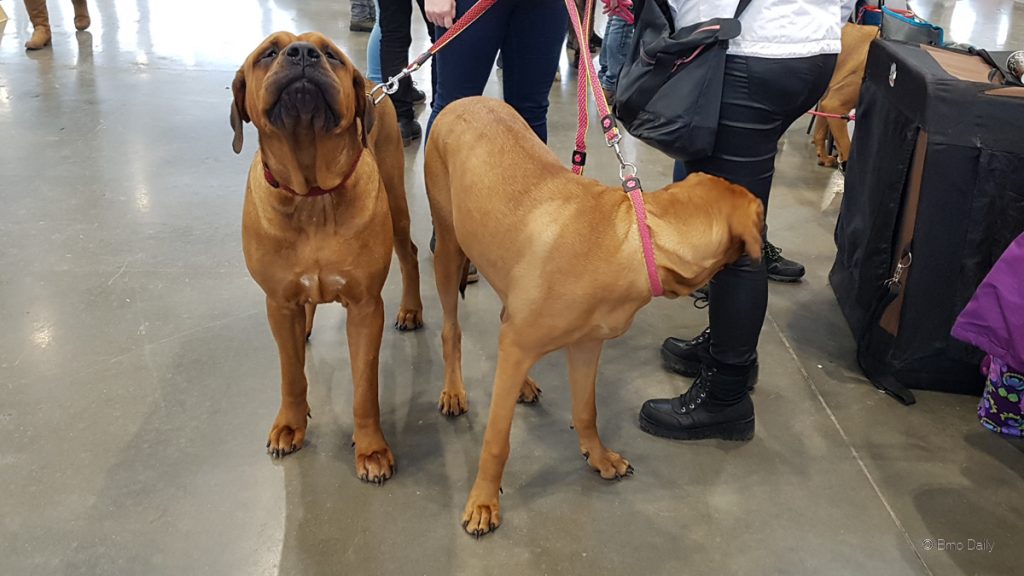 Czech Republic Emerges as a Dominant Force in Canine Breeding Across ...