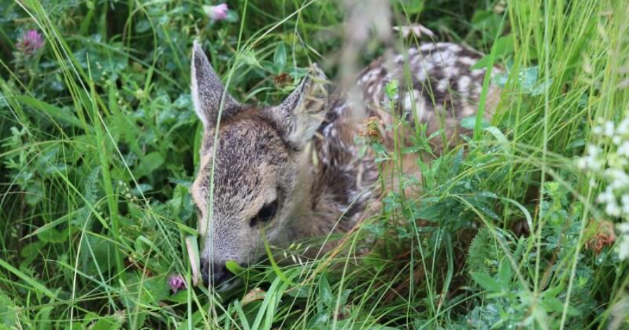 MENDELU Introduces New Technology To Protect Animals During Mowing ...