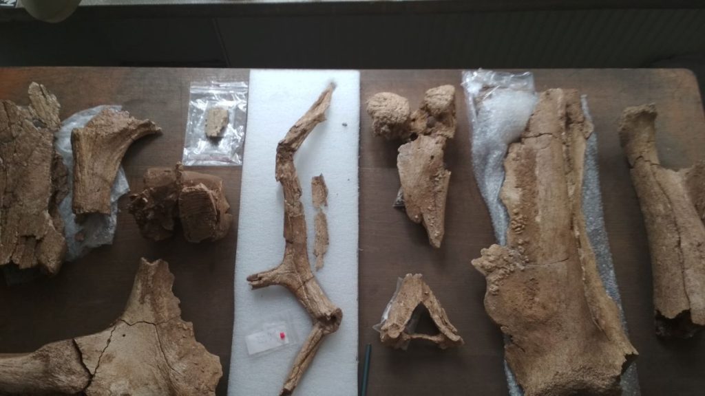 Three Mammoth Skeletons Unearthed In Brno-Štýřice In Unique ...