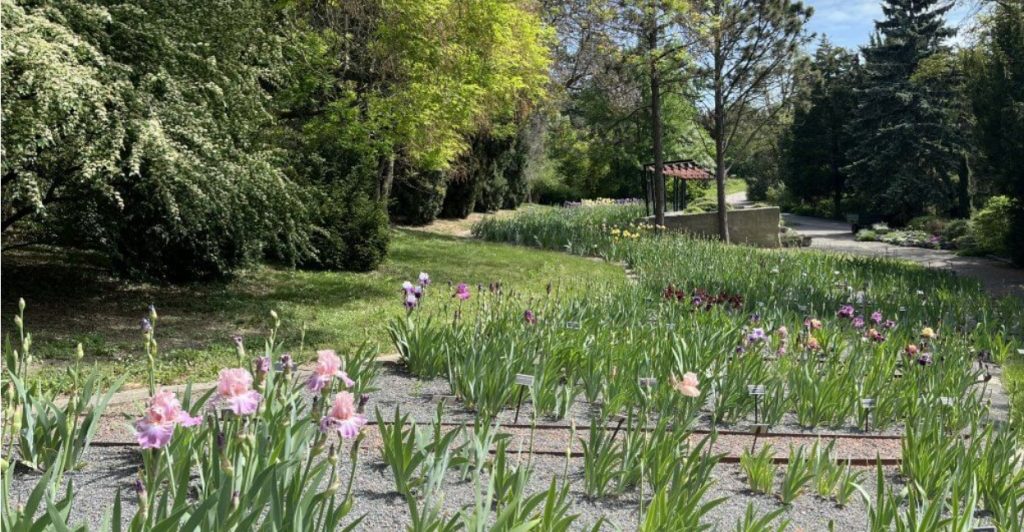 Mendel University Celebrates 50 Years of ‘Beauty of Irises’ Exhibition ...