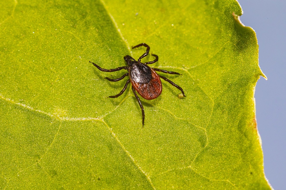 Tick-Borne Diseases Hit Ten-Year Peak This Year - Brno Daily