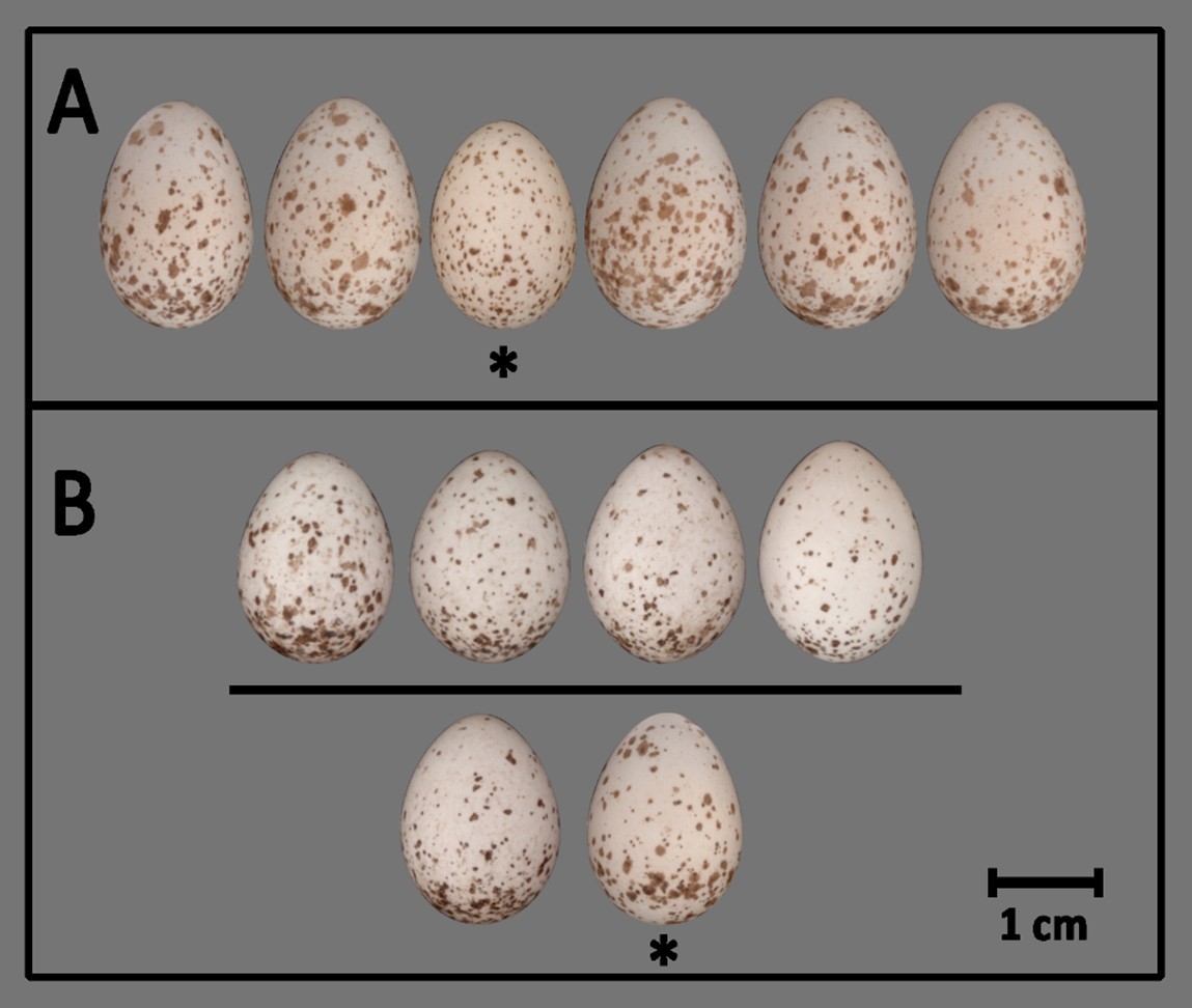 Czech Scientists Develop 97%-Accurate Tool to Detect Parasitic Bird ...