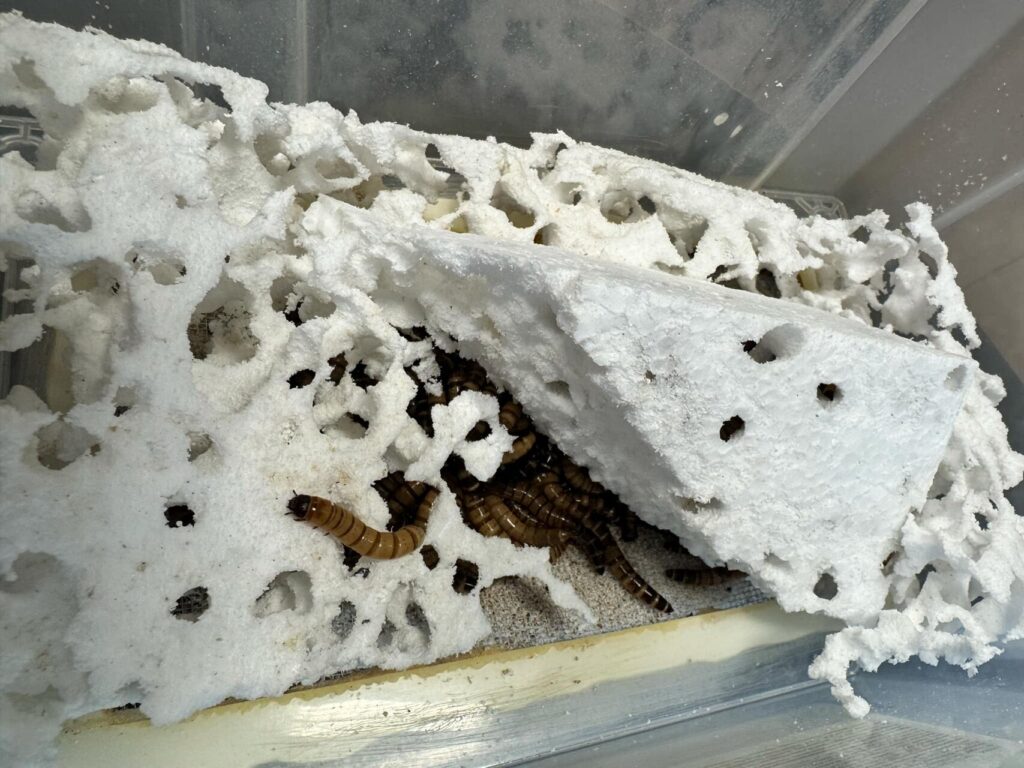 Mendel University Scientists Study “Superworms” That Can Break Down ...